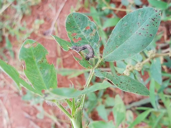 Castor Semilooper | Pests & Diseases