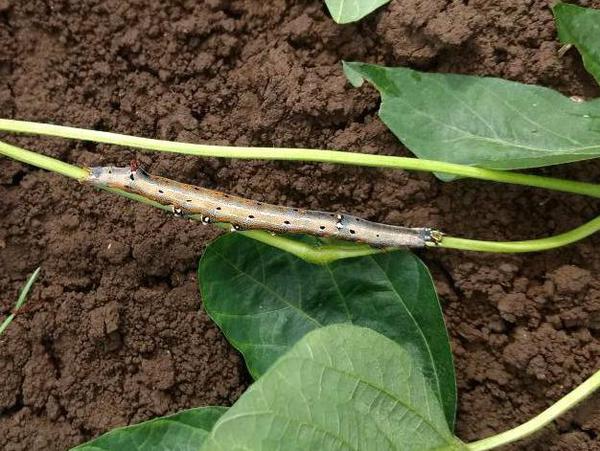 Castor Semilooper | Pests & Diseases