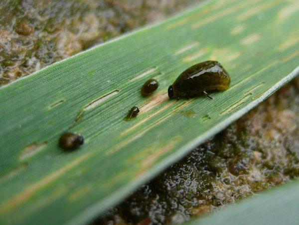 Cereal Leaf Beetle | Pests & Diseases