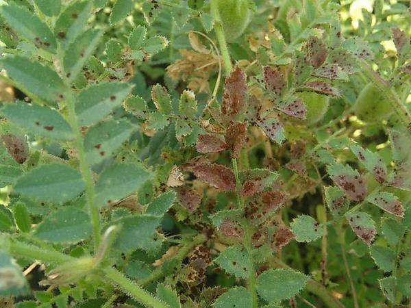 Chickpea Rust | Pests & Diseases