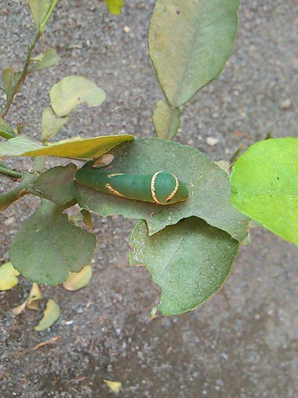 Citrus Butterfly | Pests & Diseases
