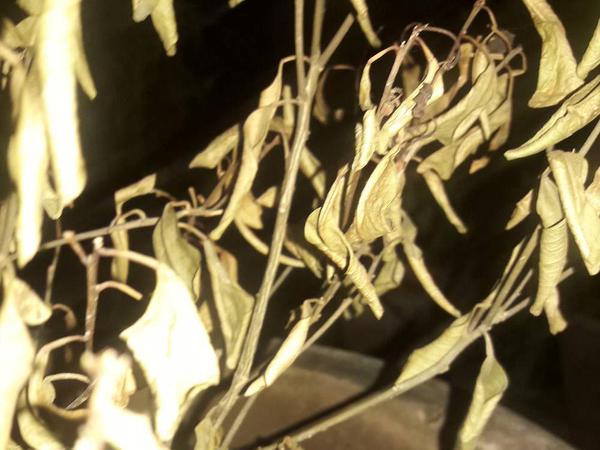 Citrus Tristeza Virus | Pests & Diseases