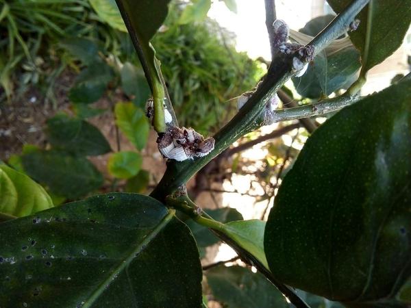 Cochenille Australienne | Ravageurs & Maladies