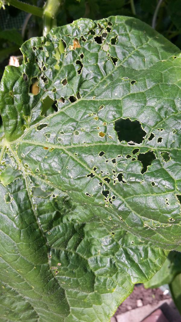 Vaquinha Verde | Pragas e Doenças