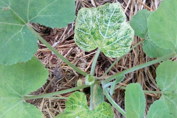 Help: What's wrong with my cucumber? Found one of the topmost leaves ...