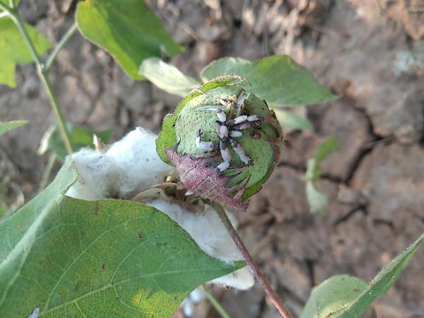 Dusty Cotton Stainer | Pests & Diseases