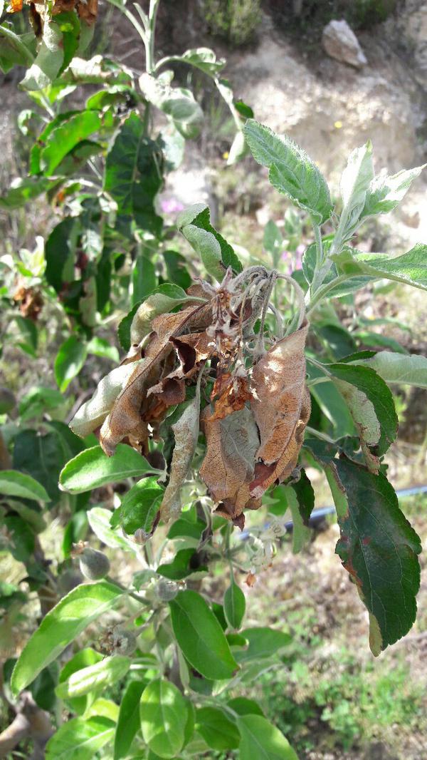 Fire Blight | Pests & Diseases