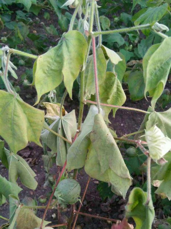 Fusarium Wilt | Pests & Diseases