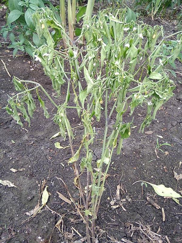 Murcha De Fusarium SciELO Brasil CHARACTERIZATION OF Fusarium