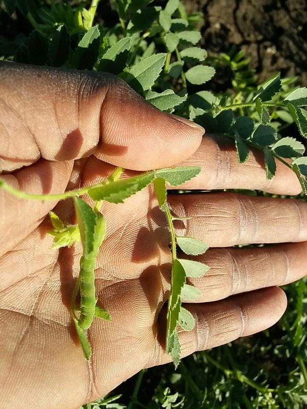 Gram Pod Borer | Pests & Diseases