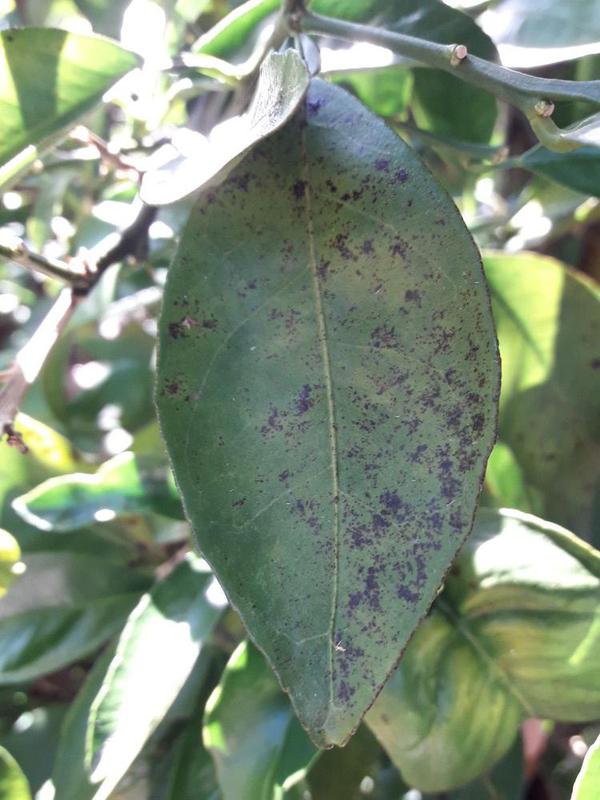 Mancha Grasienta de los Cítricos | Plagas y enfermedades