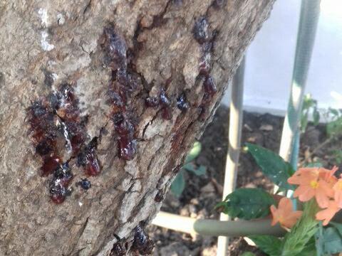 Gummosis | Pests & Diseases