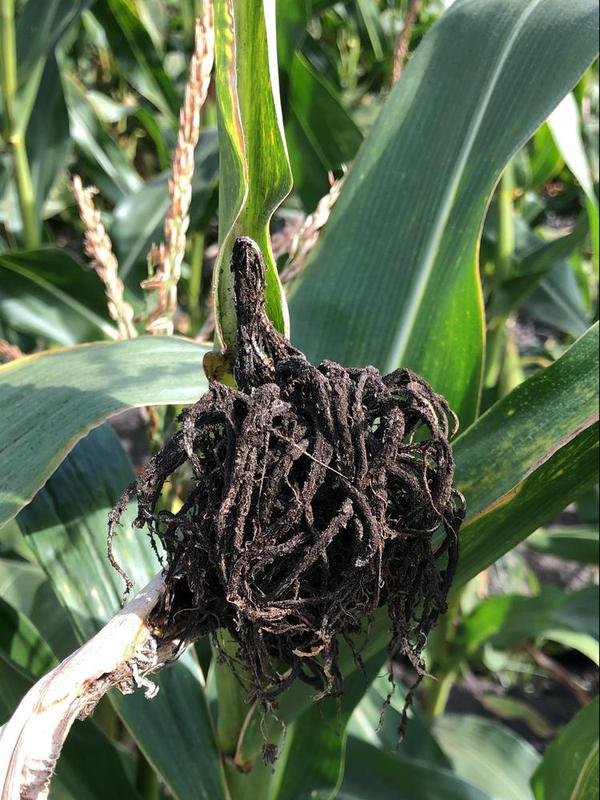 Head Smut | Pests & Diseases