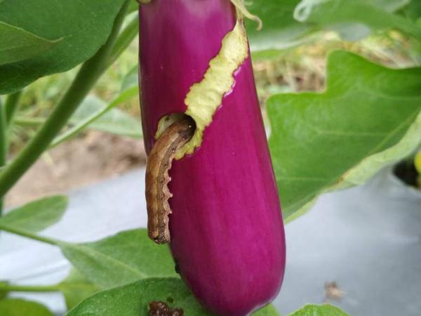 Ulat Buah Kapas | Hama & Penyakit