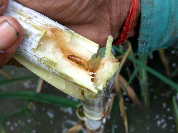 Internode Borer | Pests & Diseases