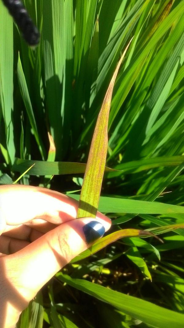 Toxicidad del hierro en el arroz | Plagas y enfermedades