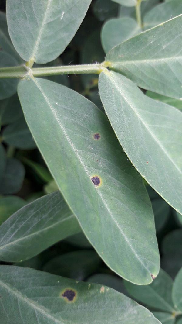 Late and Early Leaf Spot | Pests & Diseases