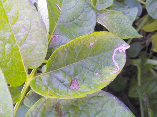Leaf Miner Flies | Pests & Diseases