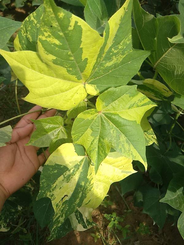 Leaf Variegation | Pests & Diseases