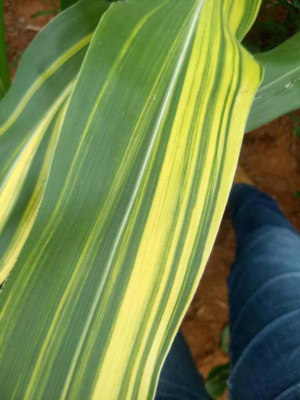 Leaf Variegation | Pests & Diseases