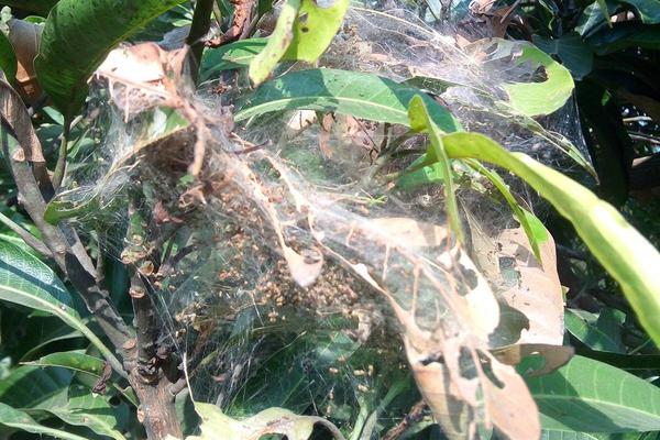 Mango Leaf Webber | Pests & Diseases