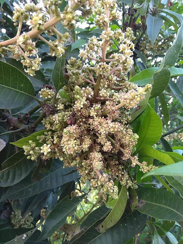 Mango Malformation | Pests & Diseases