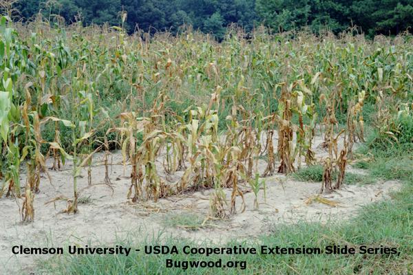 Nematodes | Pests & Diseases