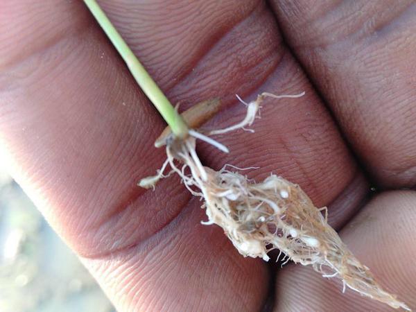 Nematodes | Pests & Diseases