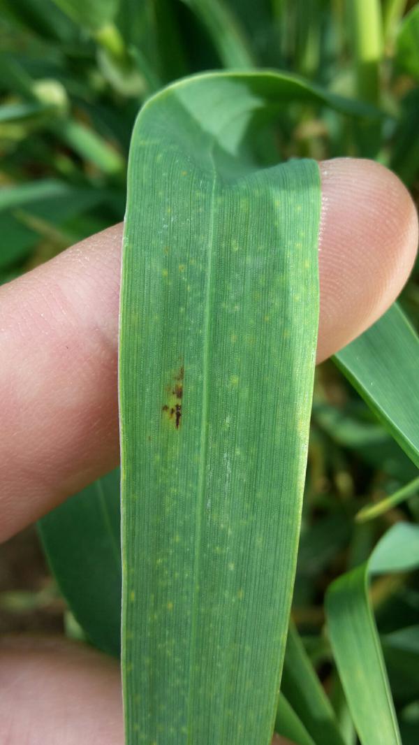 Net Blotch | Pests & Diseases