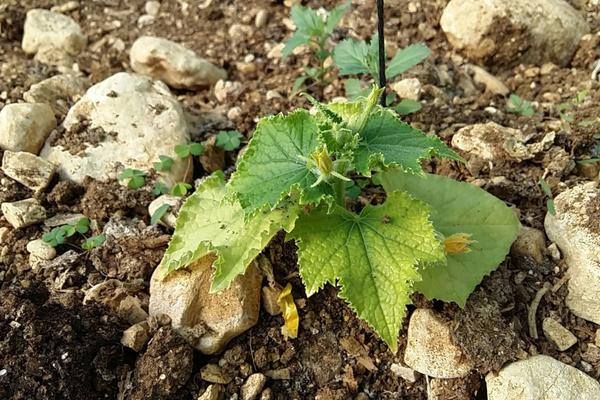 Nitrogen Deficiency | Pests & Diseases