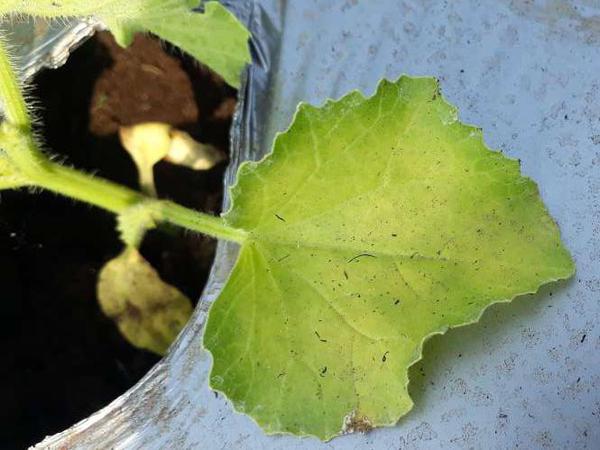 Kekurangan Nitrogen | Hama & Penyakit