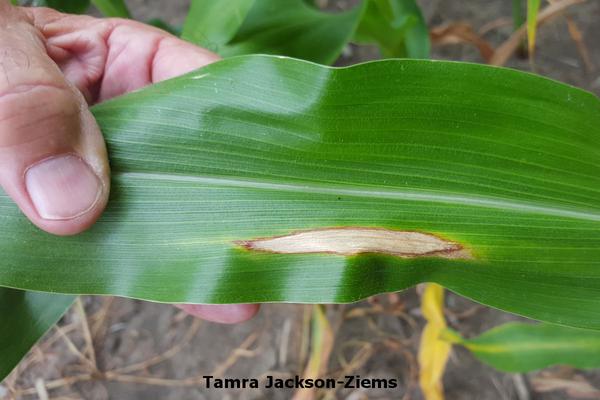 Bercak Daun Utara pada Jagung | Hama & Penyakit