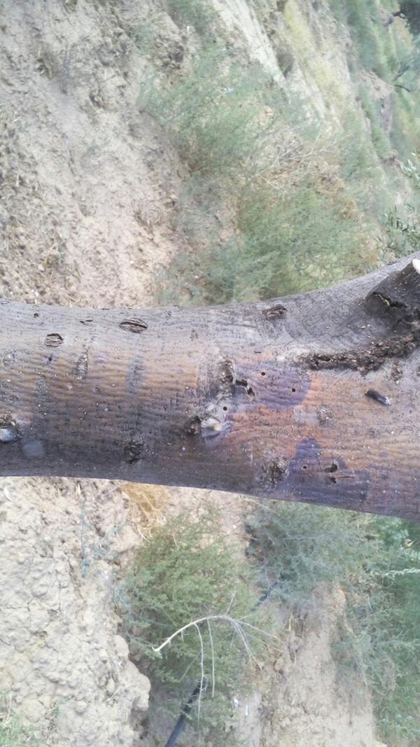 Olive Bark Beetle | Pests & Diseases