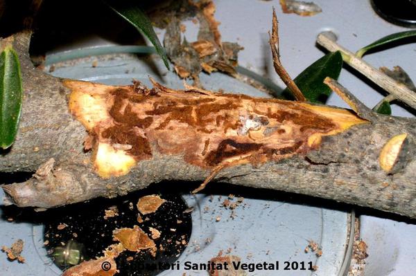 Olive Borer | Pests & Diseases