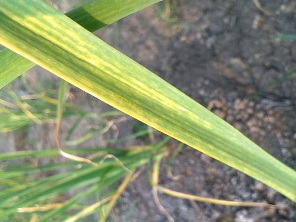 Onion Yellow Dwarf | Pests & Diseases