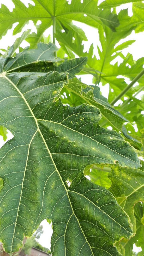 Papaya Brown Spot | Pests & Diseases