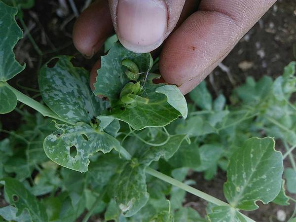 Pea Pod Borer | Pests & Diseases