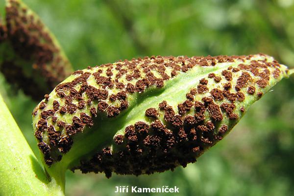 Pea Rust | Pests & Diseases