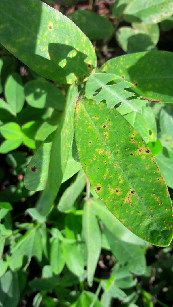 Peanut Rust | Pests & Diseases