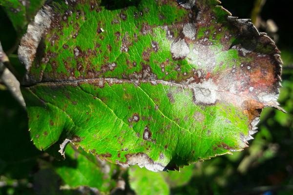 Pear Leaf Spot | Pests & Diseases
