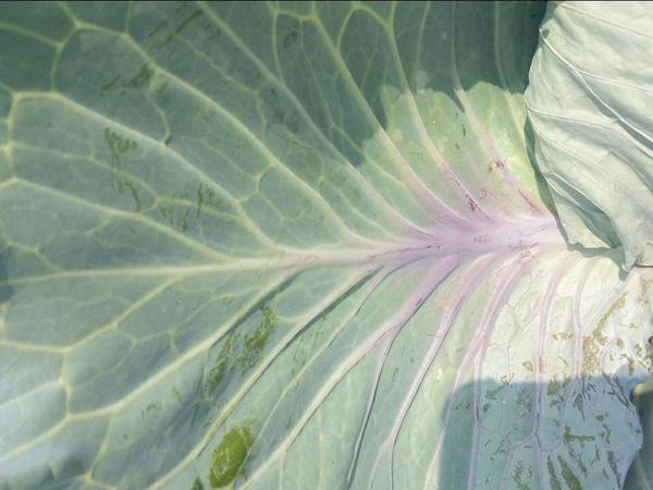 Kekurangan Fosfor | Hama & Penyakit