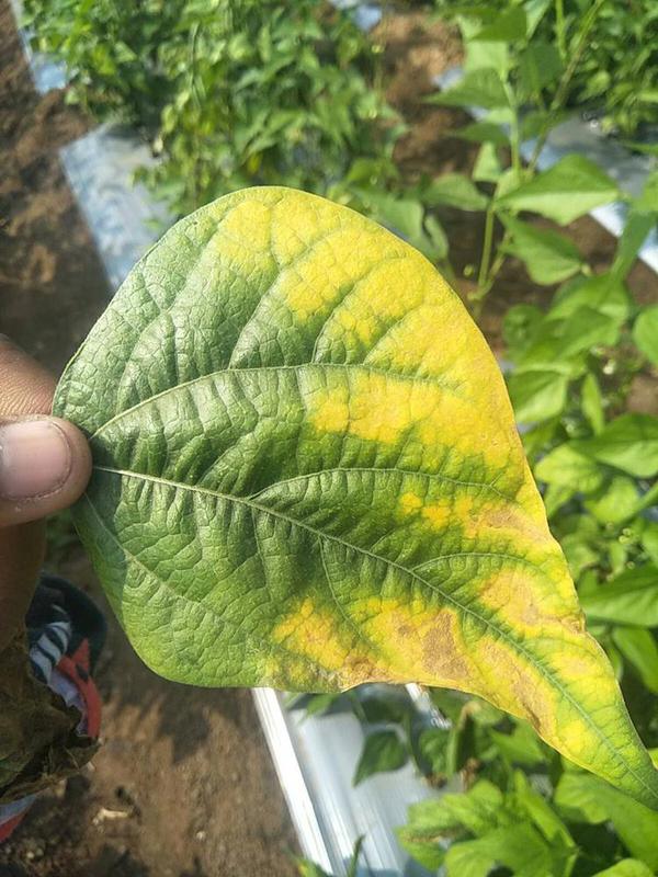 Carence en Potassium | Ravageurs & Maladies