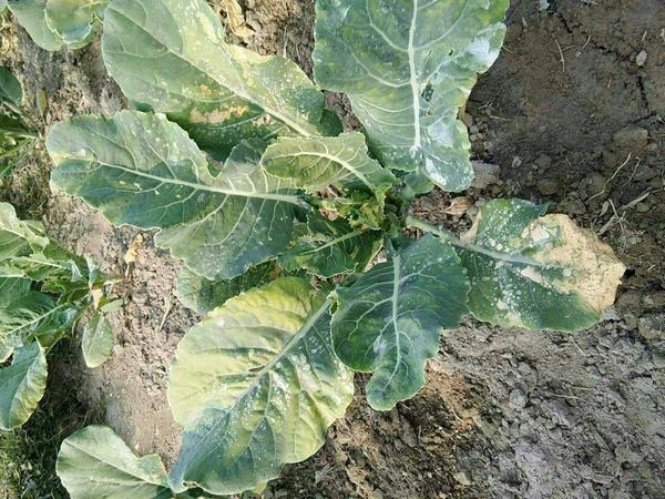 Carence en Potassium | Ravageurs & Maladies