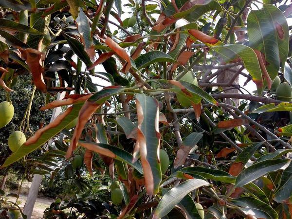 पोटैशियम की कमी | कीट और रोग