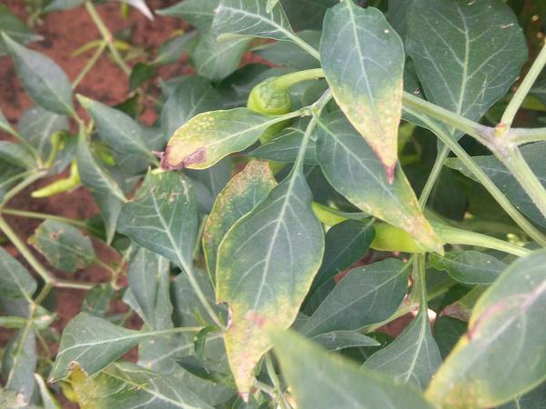 Potassium Deficiency | Pests & Diseases