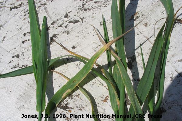 Potassium Deficiency | Pests & Diseases