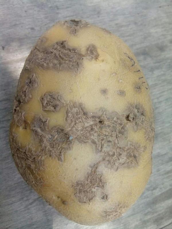 Keropeng Kentang | Hama & Penyakit