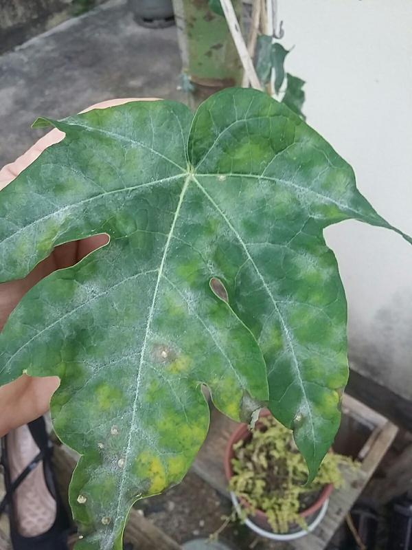 Mildiú Polvoriento en la Papaya | Plagas y enfermedades
