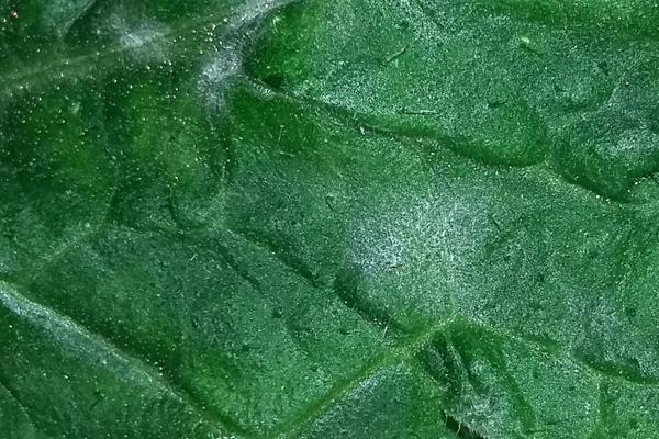Powdery Mildew | Pests & Diseases