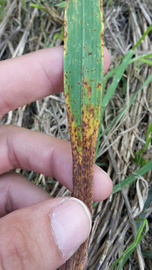 Ramularia Leaf Spot | Pests & Diseases